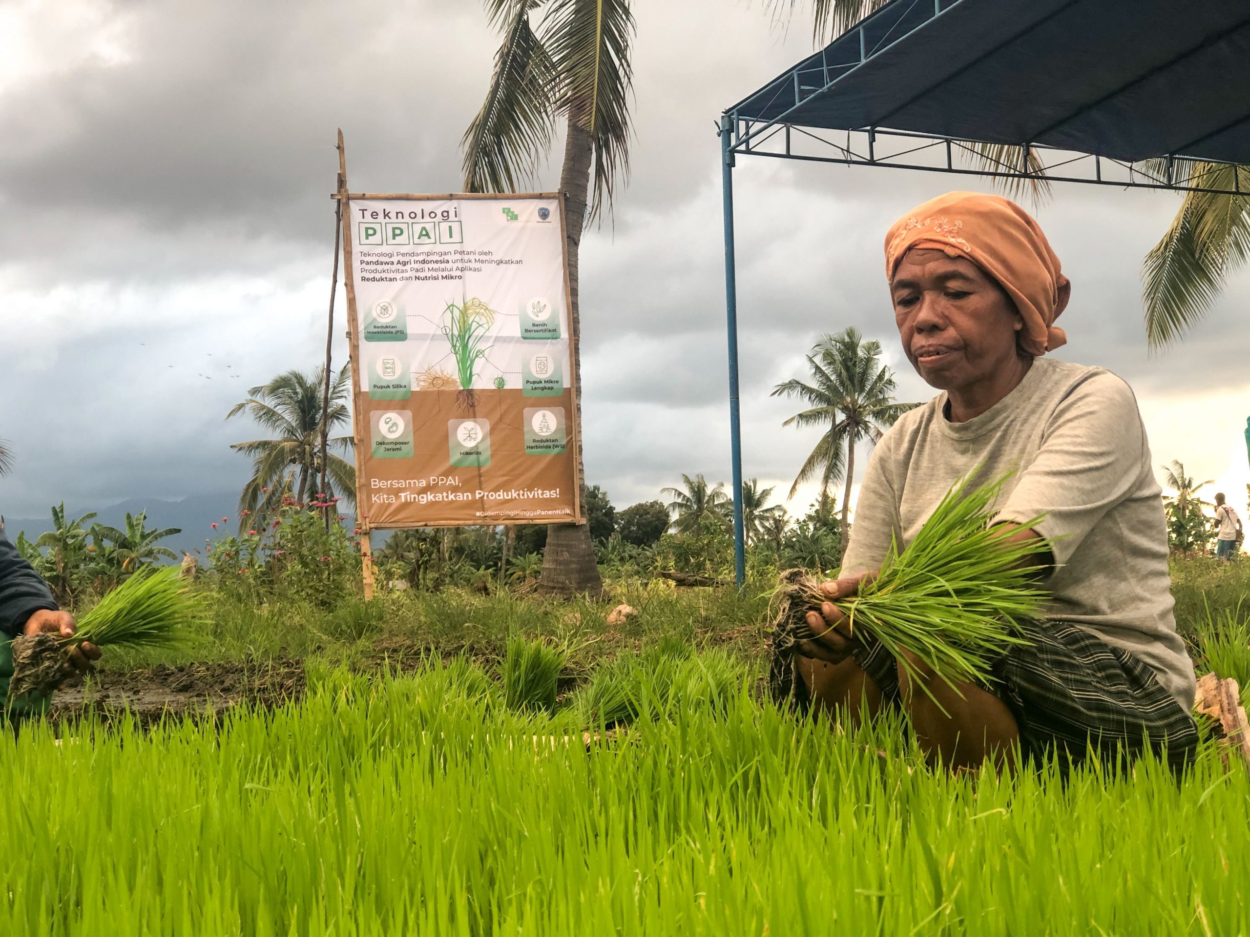 Can organic farming be scaled to feed Asia? – Pandawa Agri Indonesia